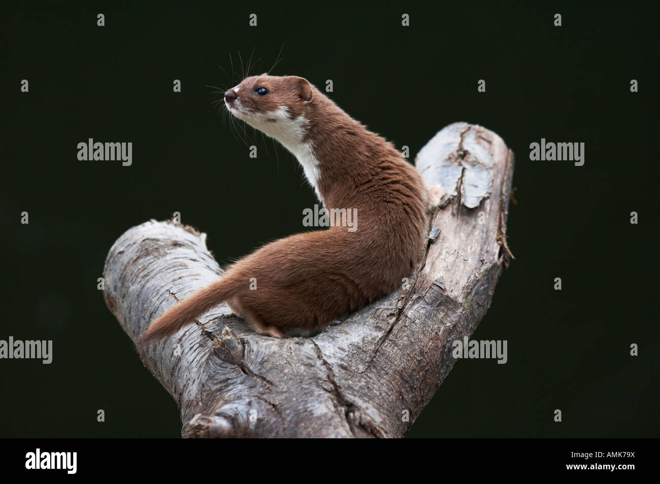 A weasel (Mustela nivalis) on a cut branch at the British Wildlife ...