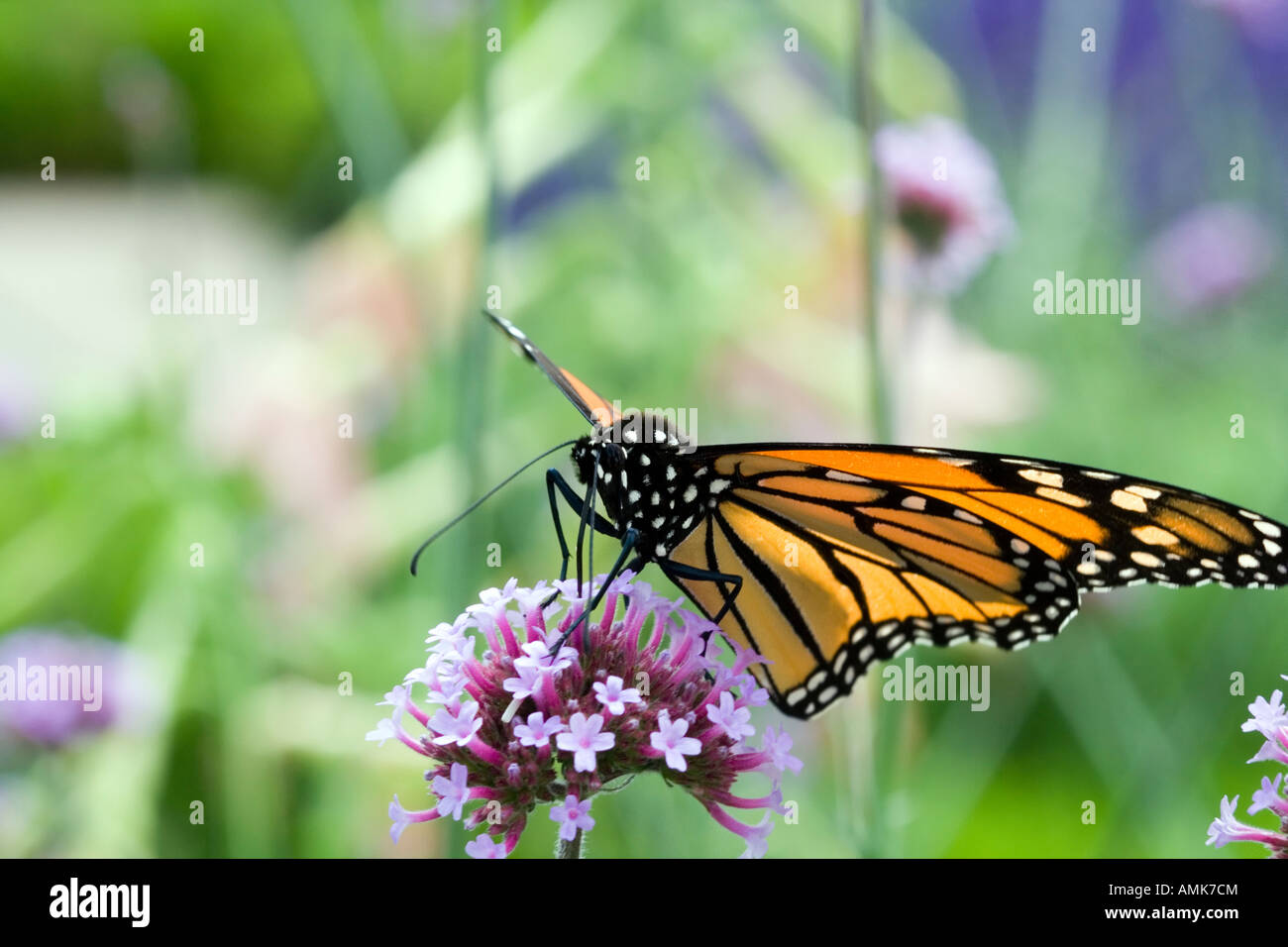 Queen Butterfly Danaus gilippus a North and South American butterfly in ...