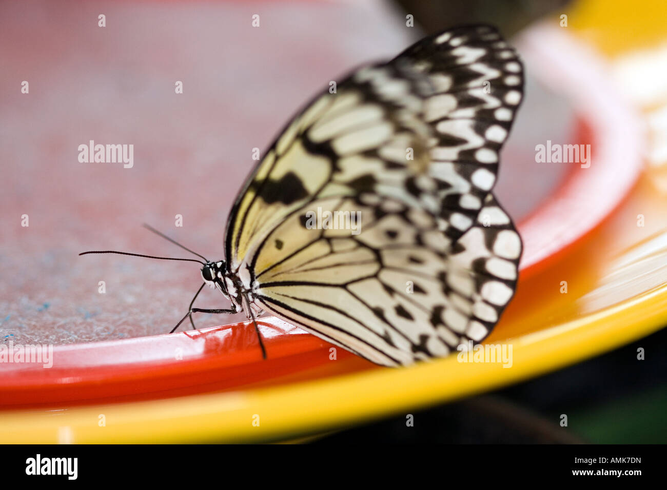 Paper Kite or the Rice Paper butterfly Idea leuconoe Stock Photo - Alamy