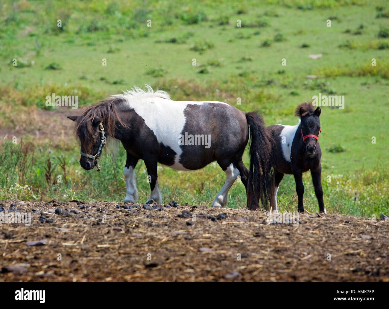 Baby shetland pony hi-res stock photography and images - Alamy