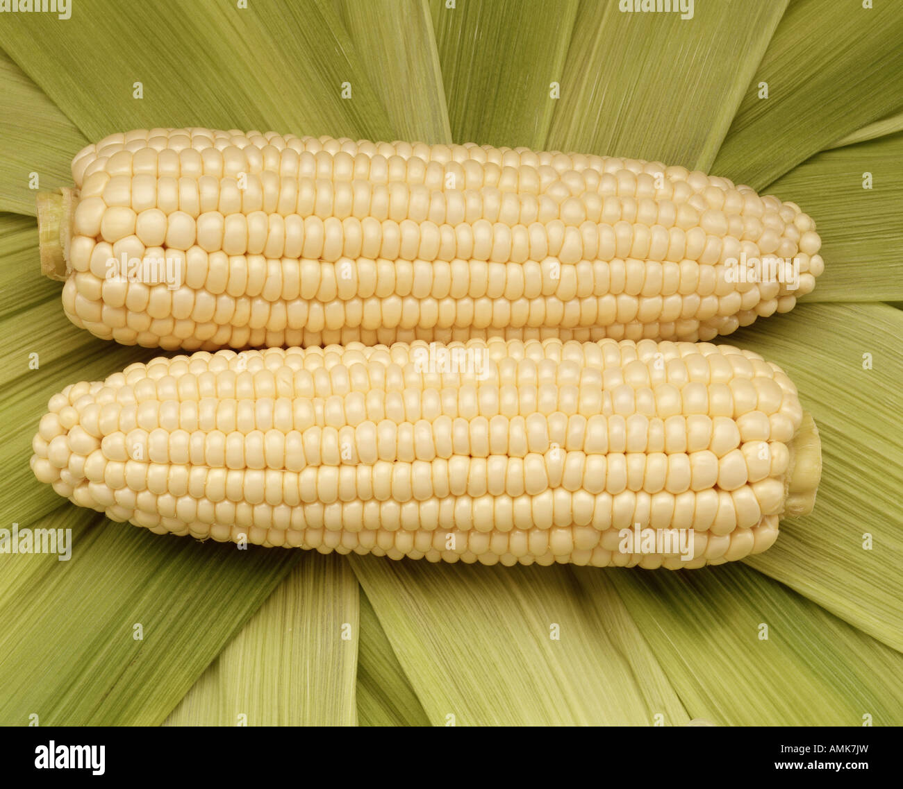 two corn on cob yellow delicious vegetable green husk Stock Photo - Alamy