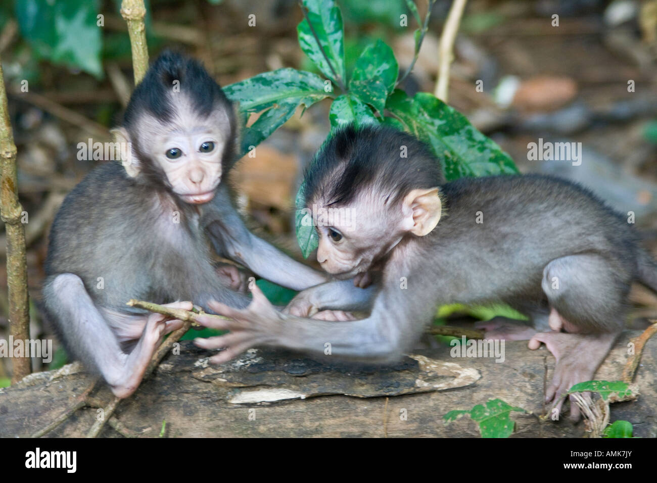 Two Long Tailed Macaques Macaca Fascicularis Playing Together Monkey ...