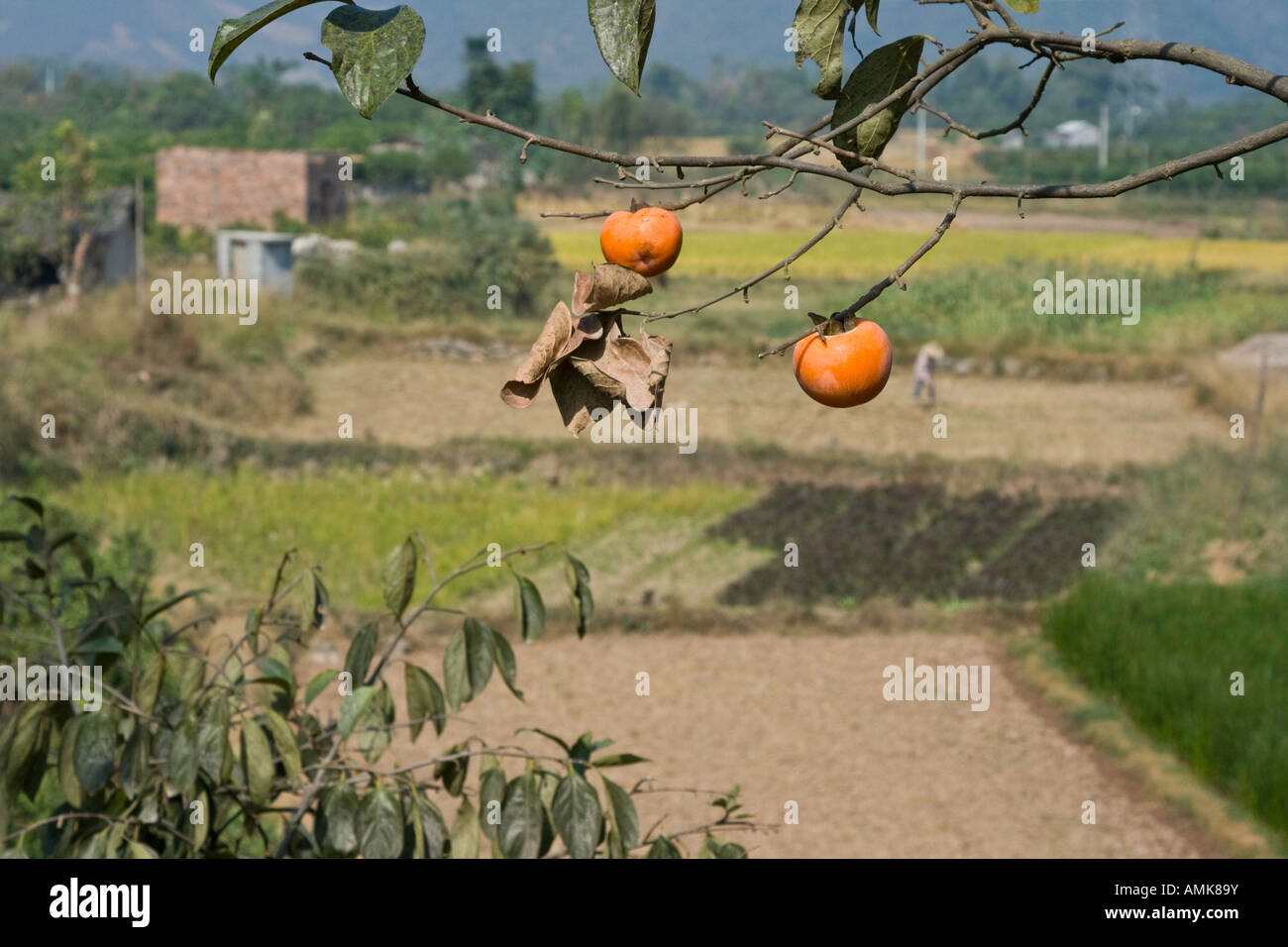 Persimmon tree china hi-res stock photography and images - Alamy