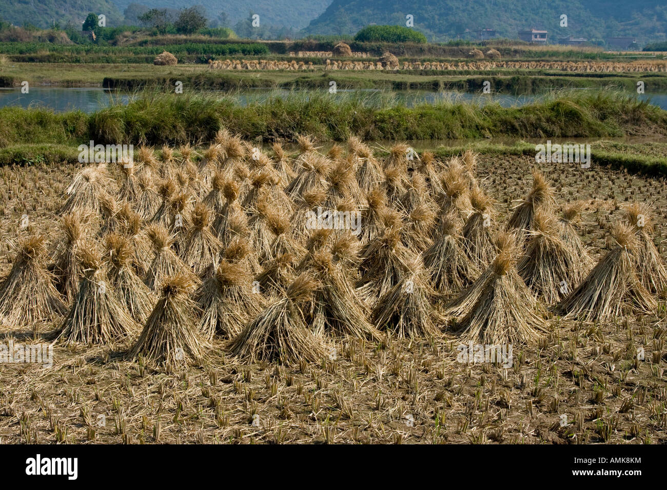 Rice Stalk Bundles during Harvest Yangshuo China Guangxi Province Stock ...