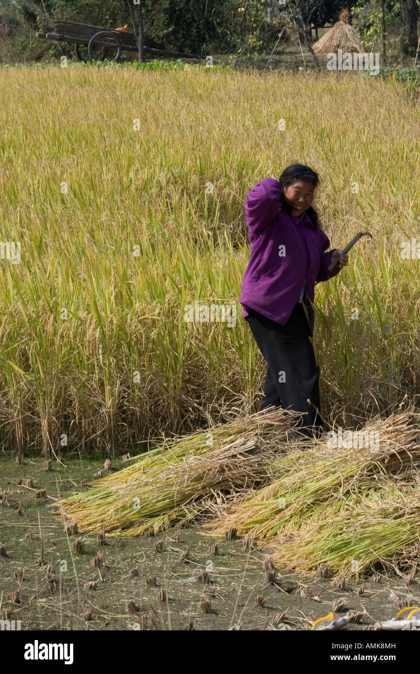Chinese Rice Farmer Harvesting RIce Stalks Yangshuo China Guangxi ...