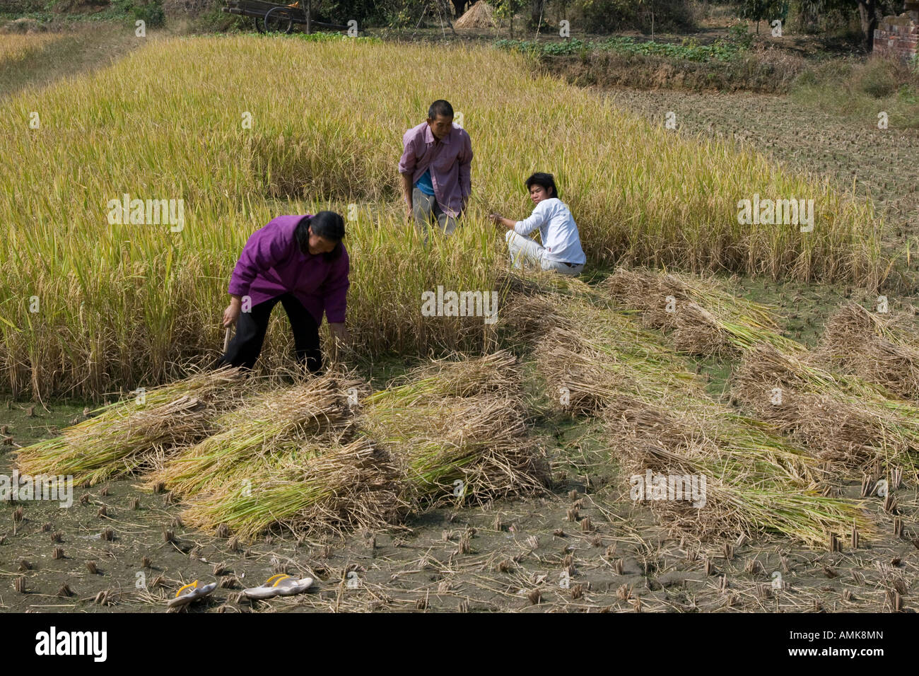 Chinese Rice Farmer Harvesting RIce Stalks Yangshuo China Guangxi ...