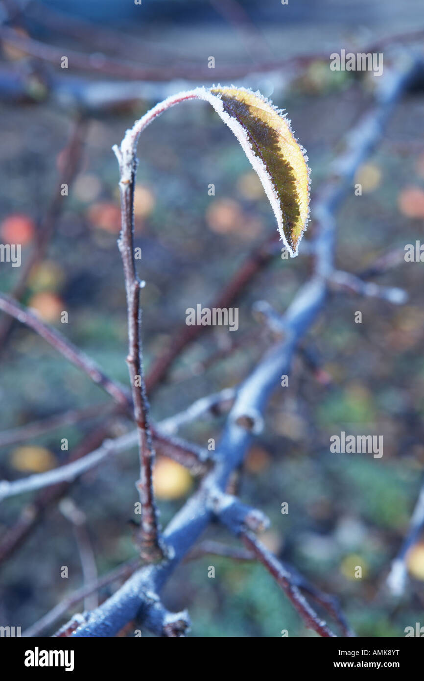 Lone Apple Tree Leaf Covered in Winter Frost Stock Photo - Alamy