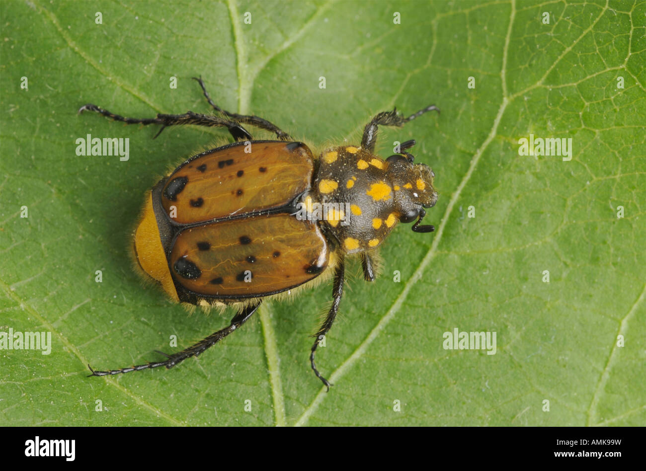 Beetle spots hi-res stock photography and images - Alamy