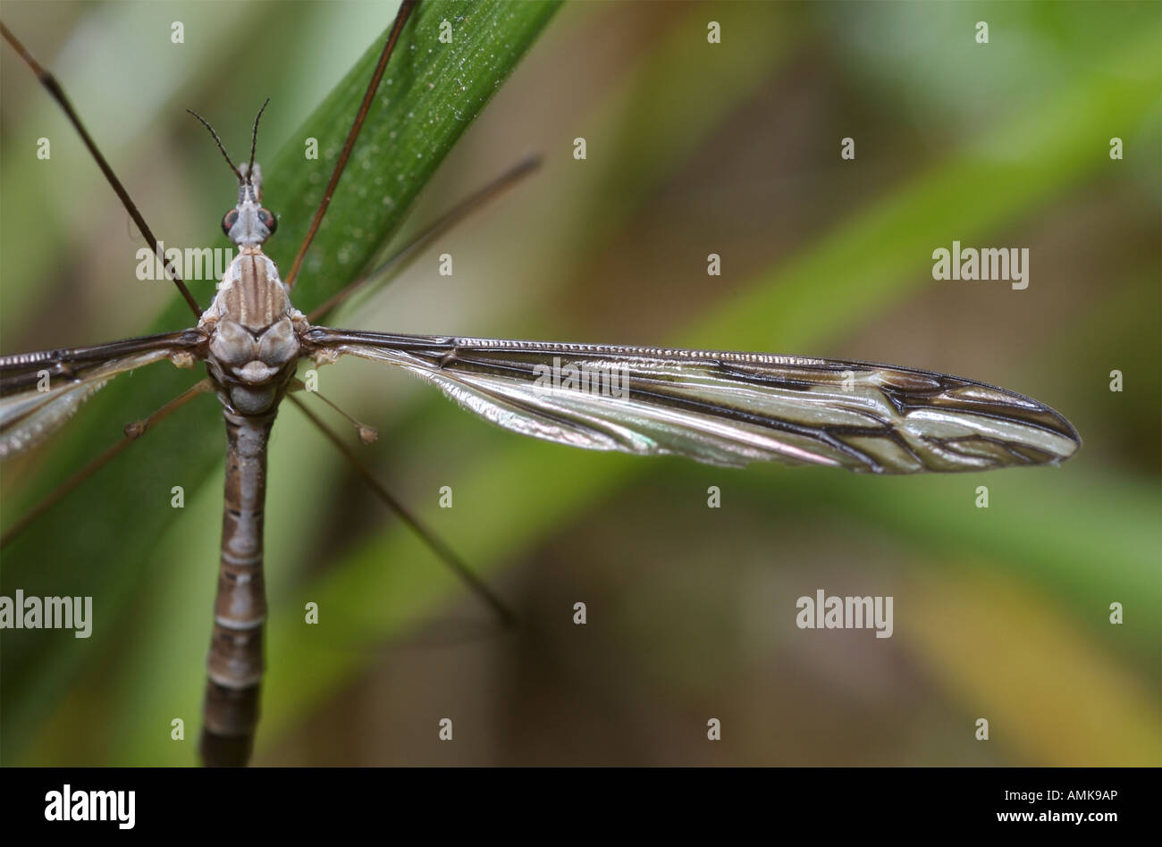 Crane fly Tipula furca Stock Photo - Alamy