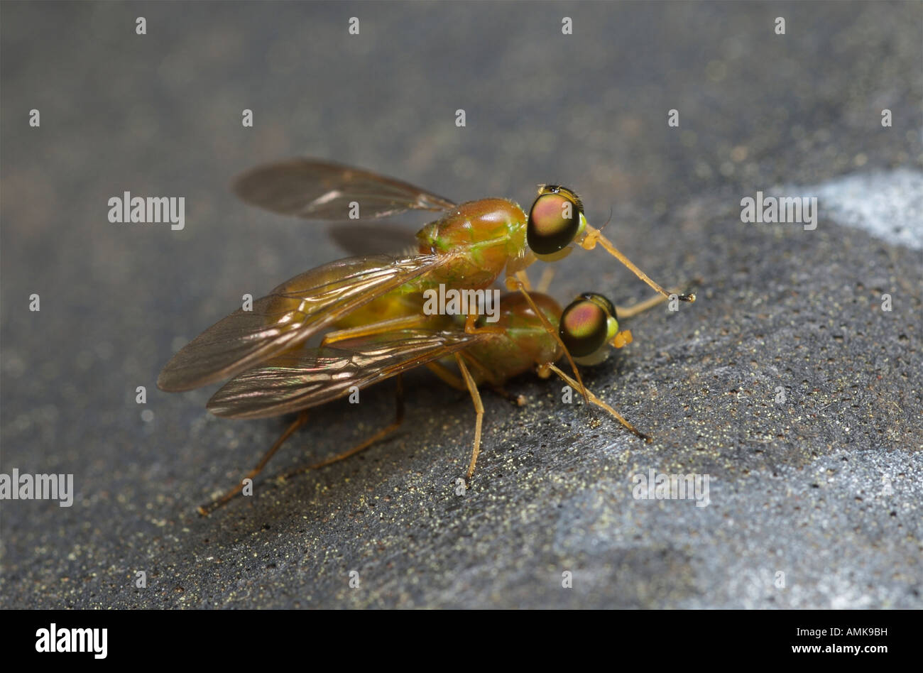 Soldier flies mating on a compost bin. Ptecticus trivittatus Stock ...