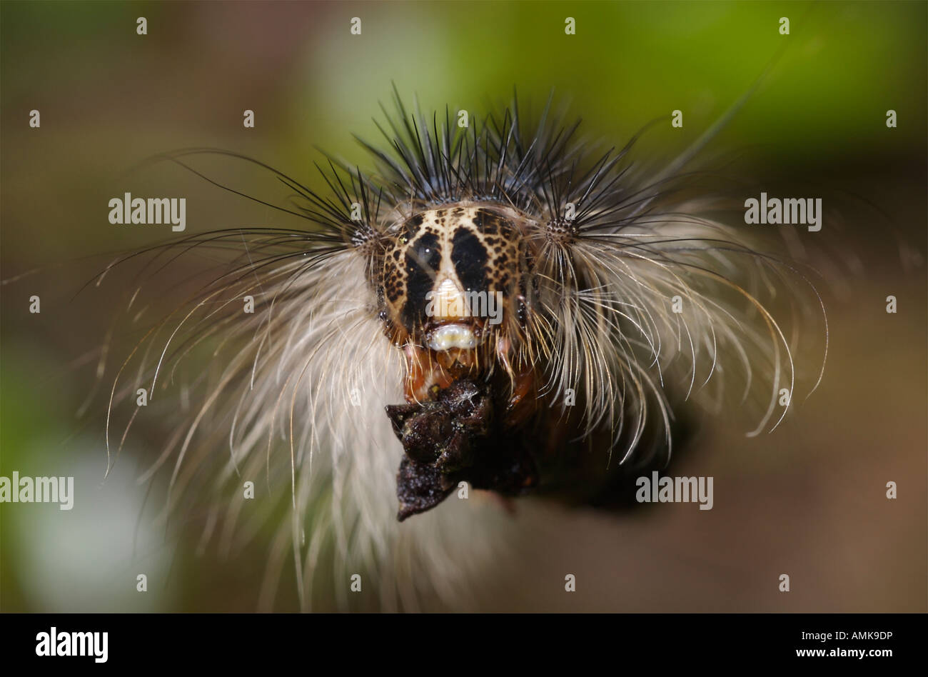 Facial close up of gypsy moth caterpillar Stock Photo - Alamy