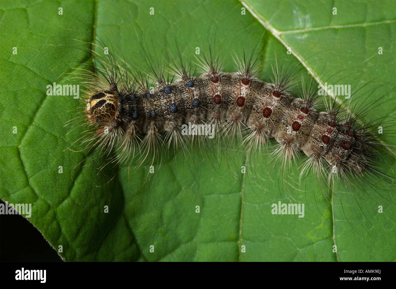 Gypsy moth caterpillar on a green leaf Stock Photo - Alamy