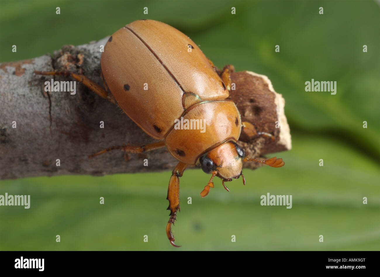 Grapewine beetle. Pelidnota punctata Stock Photo - Alamy