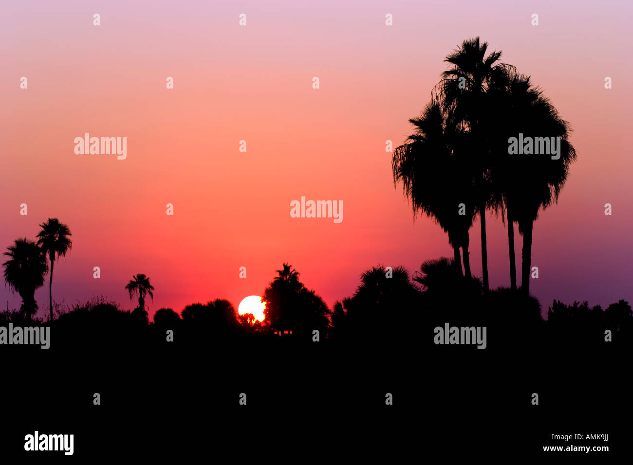 Sunset Purple Tree Photography