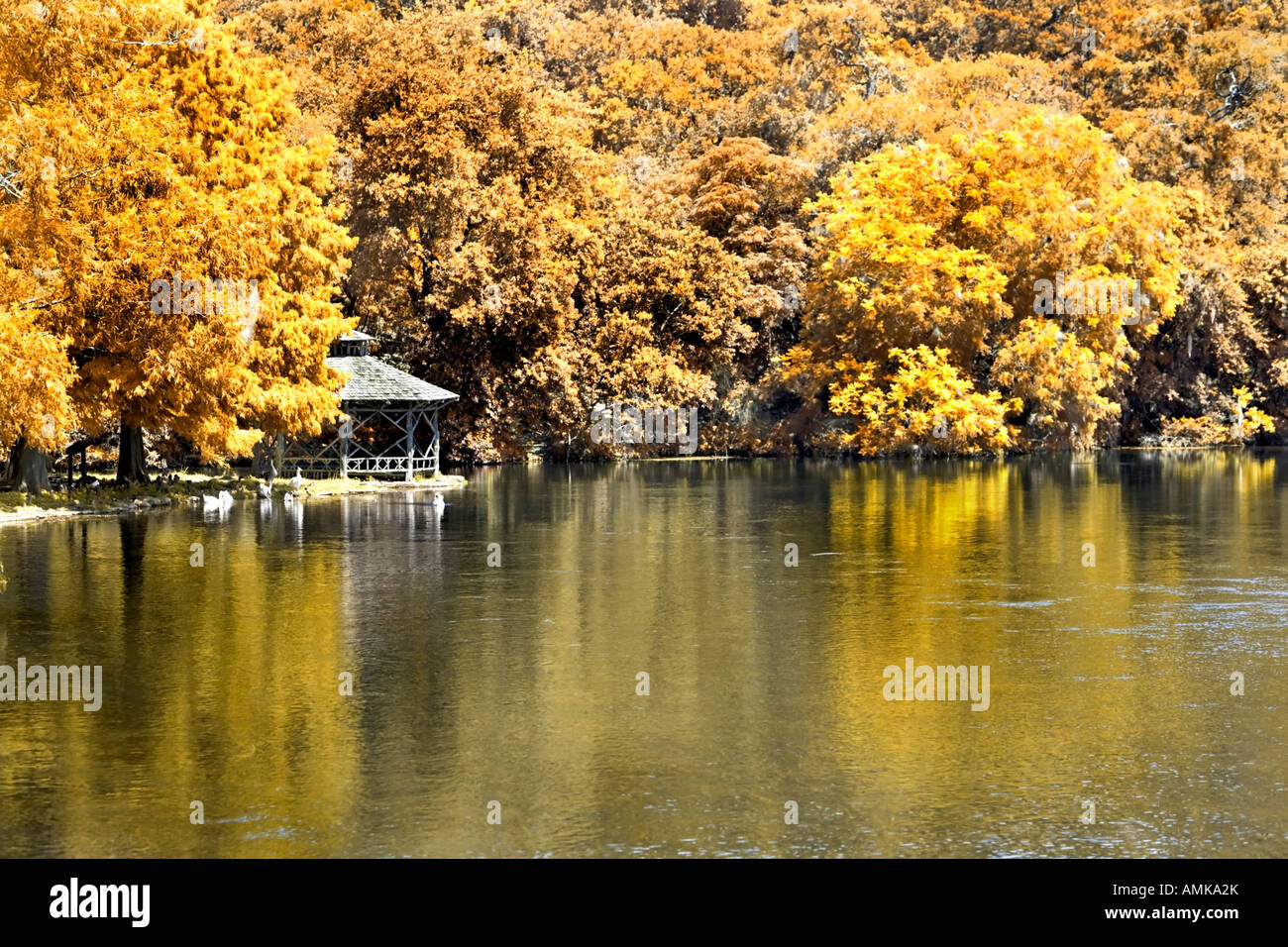 Photo of a Pond gazebo and forest Autumn colors south Texas lake Stock ...