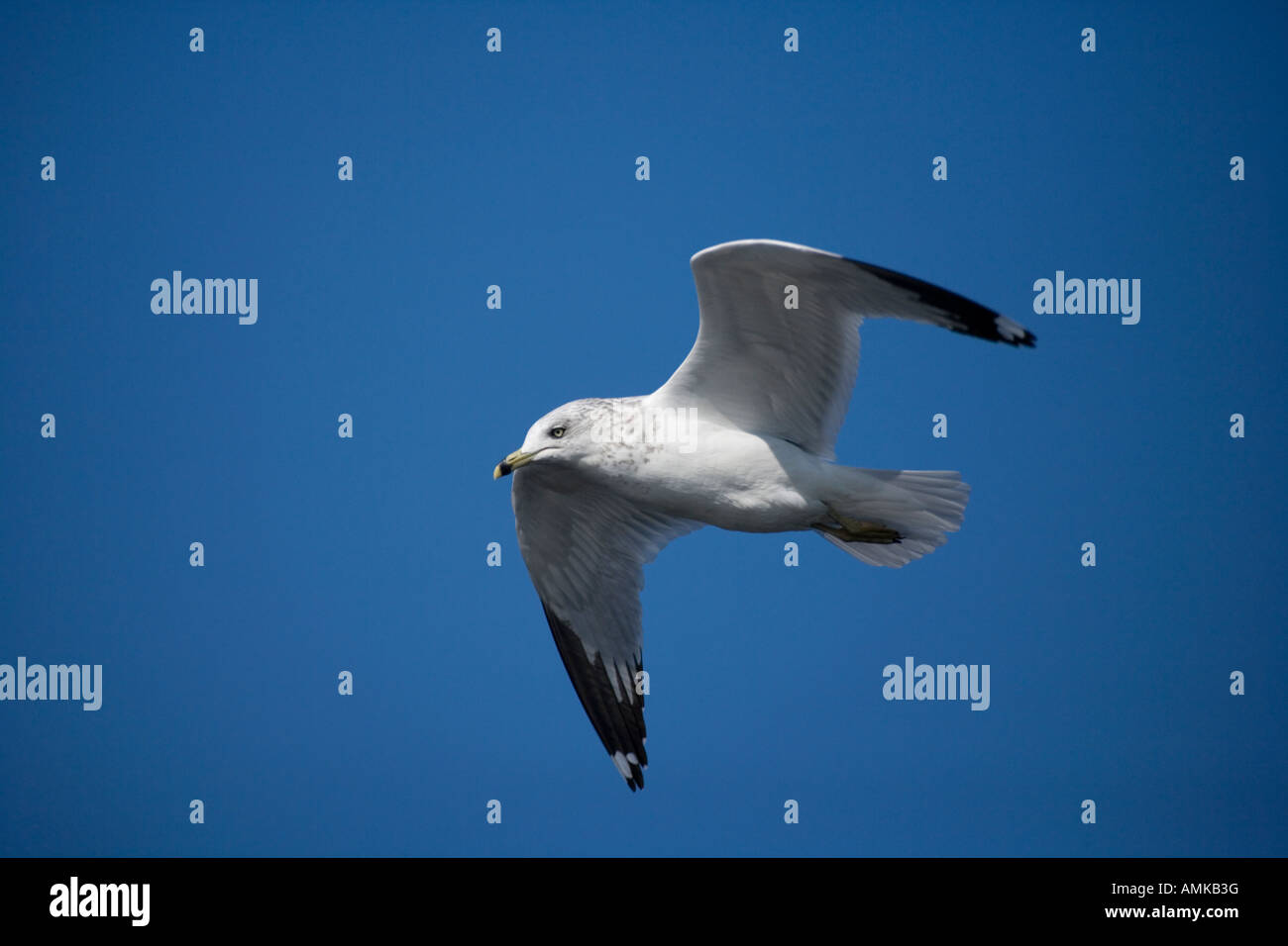 Ring-billed Gull Larus delawarensis New York USA Adult soaring Most commonly seen gull ...