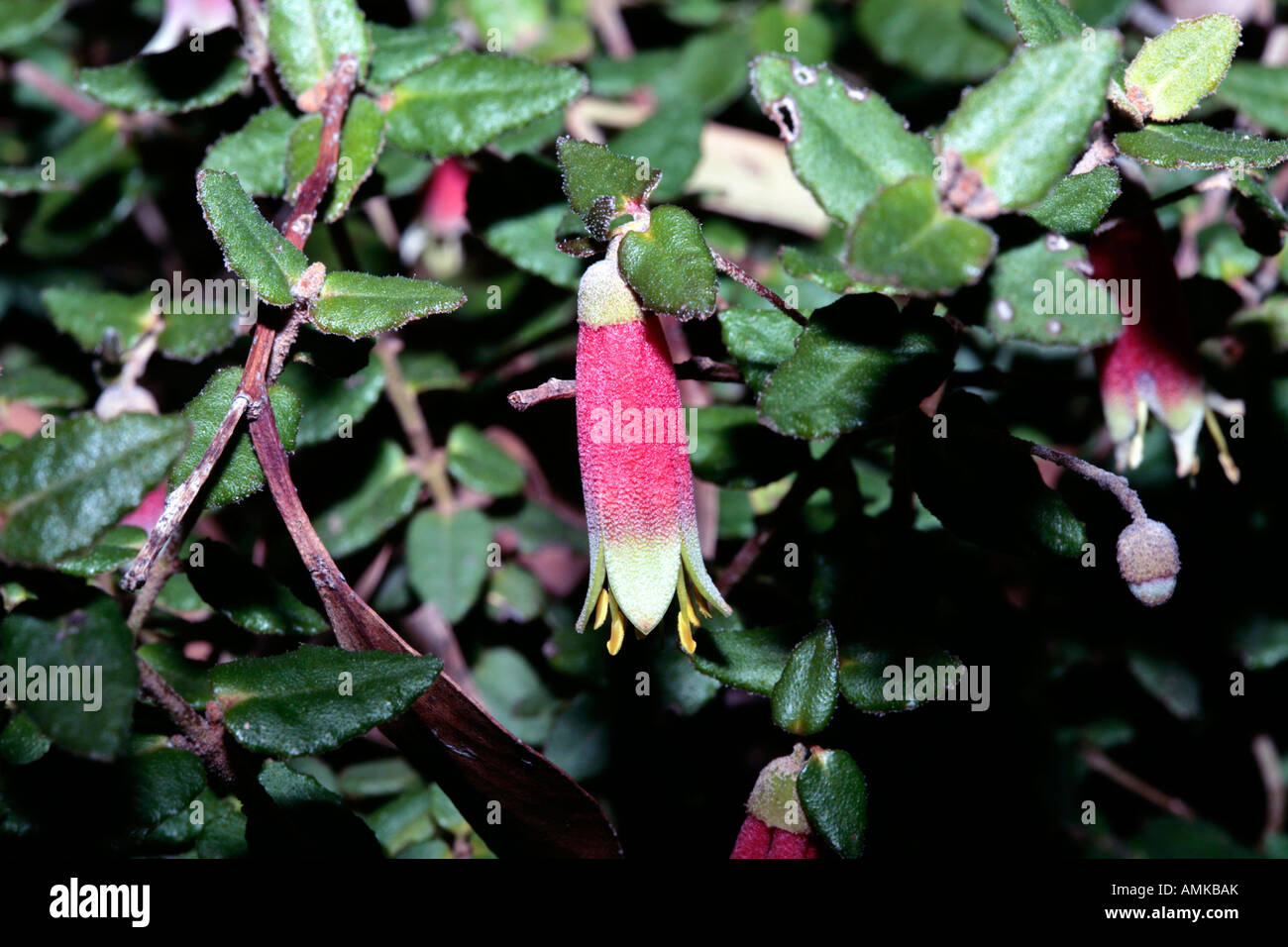 Common correas hi-res stock photography and images - Alamy