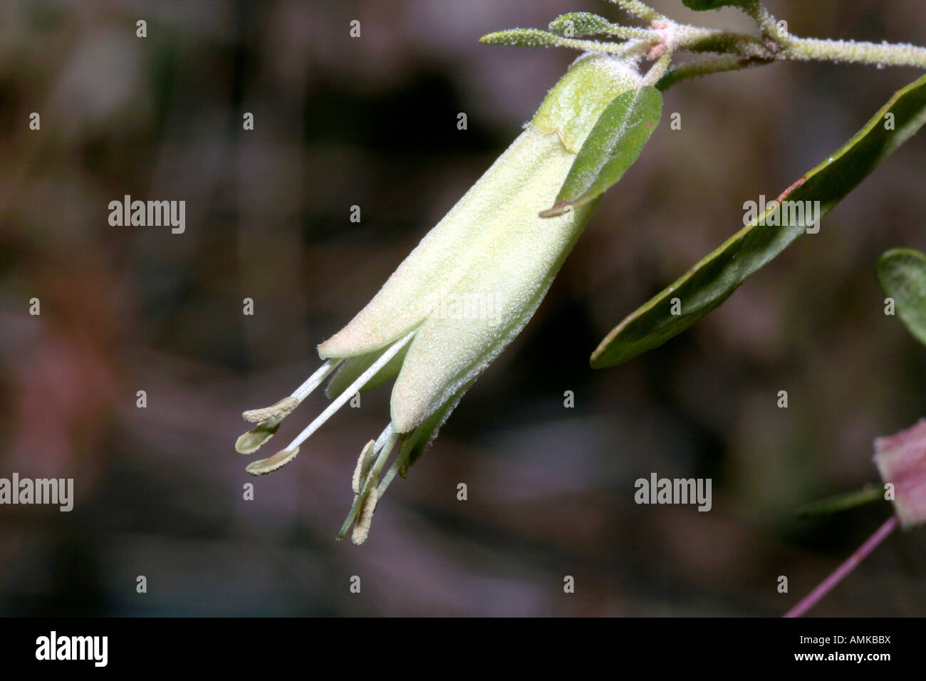 Correas flower flowers flower flowers shrubs shrubs shrub shrubs ...