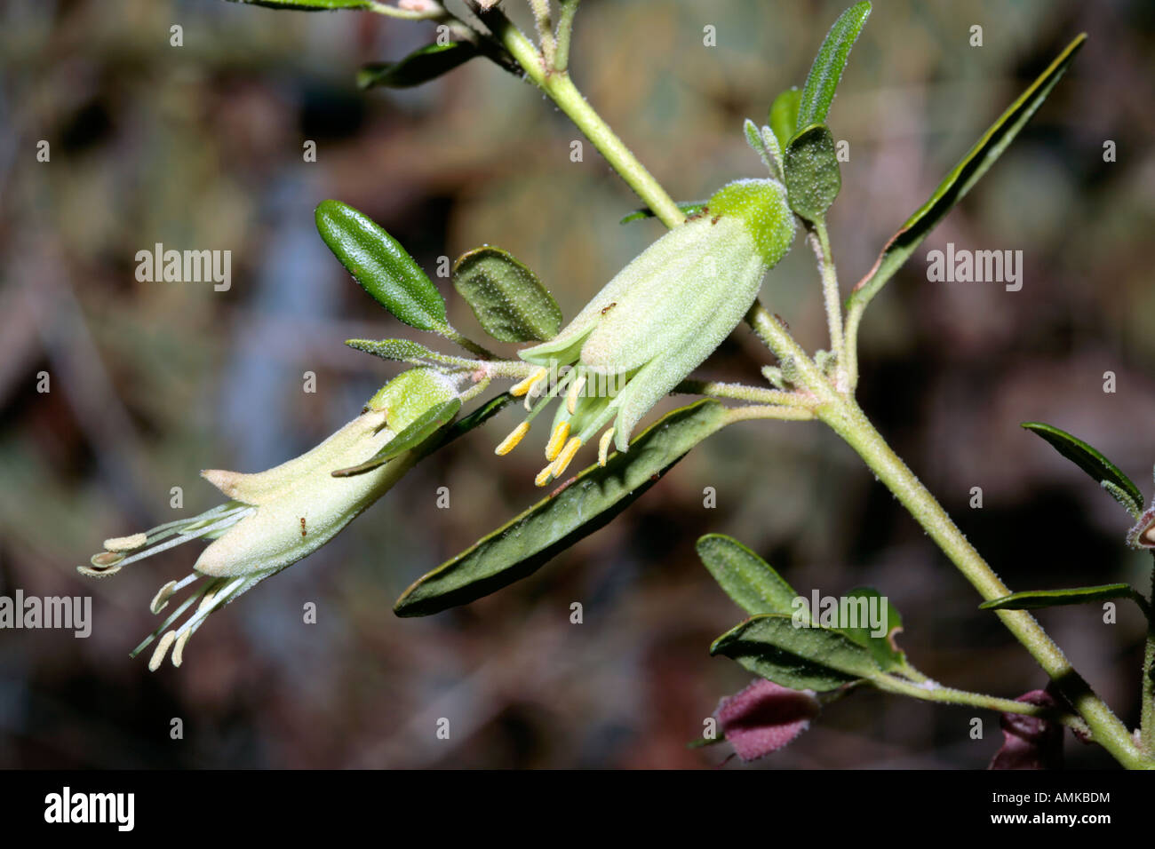 Correa alba hi-res stock photography and images - Alamy