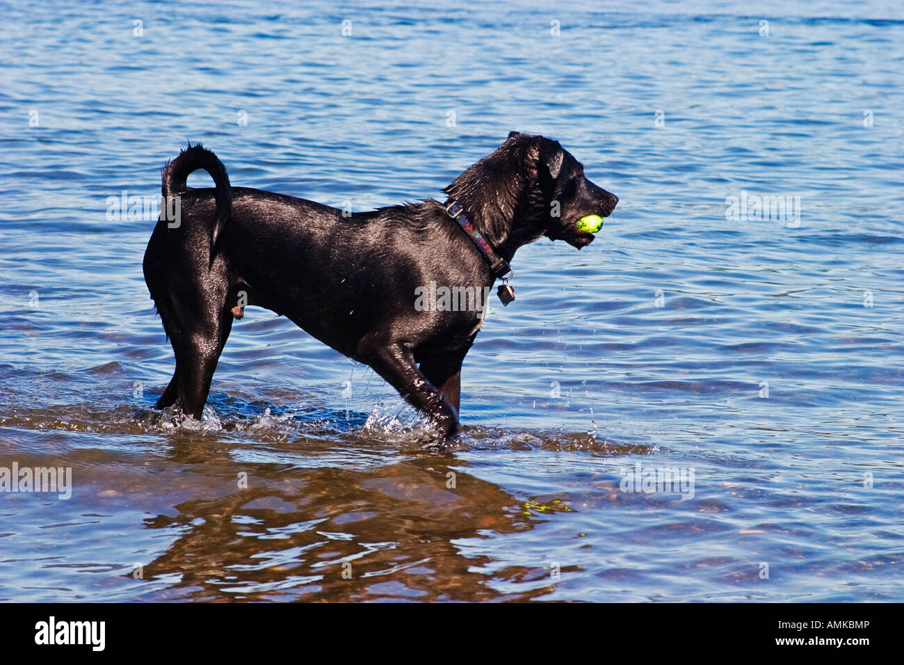Dog fetching ball Stock Photo - Alamy