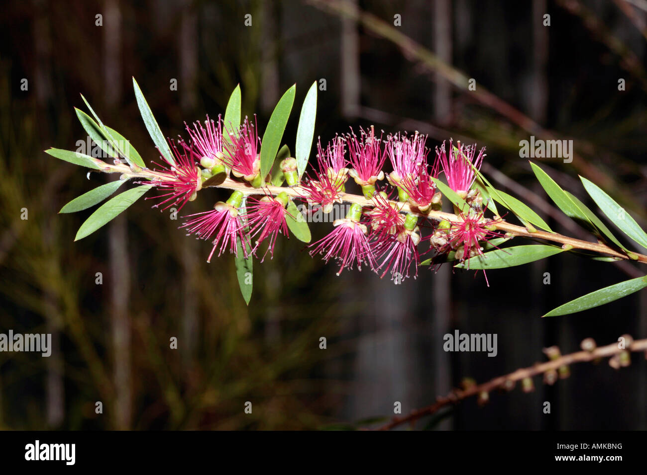 Bottlebrush- Callistemon Guyra Hybrid "Candy Pink", member of the ...