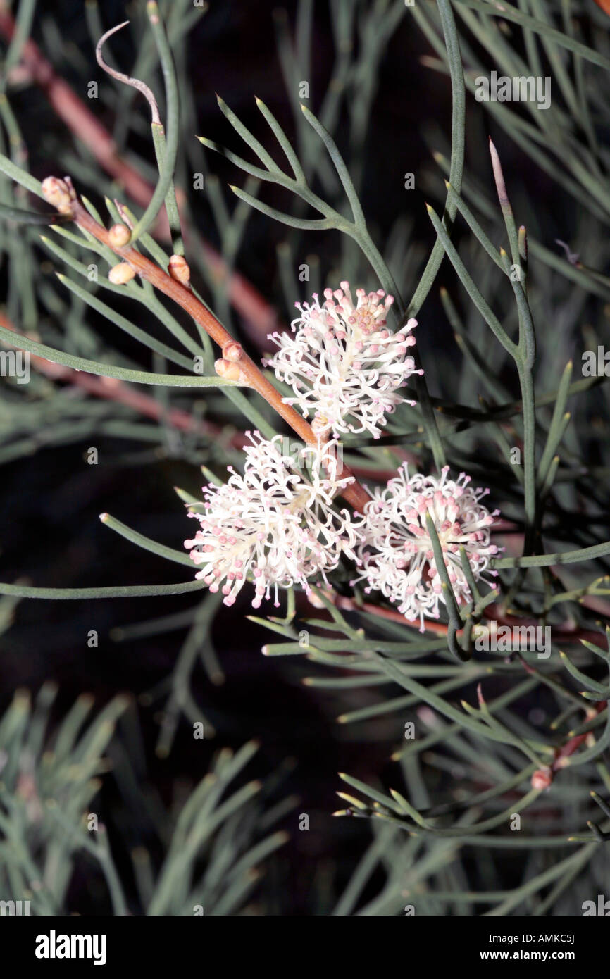Sweet-scented Hakea- Hakea drupacea-member of the Family Proteaceae ...