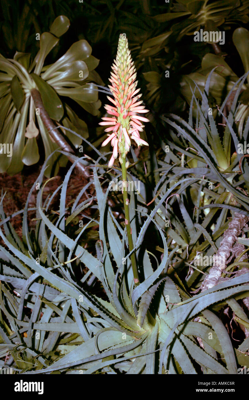 Krans Aloe- Aloe arborescens-member of the Family Liliaceae/Aloaceae ...