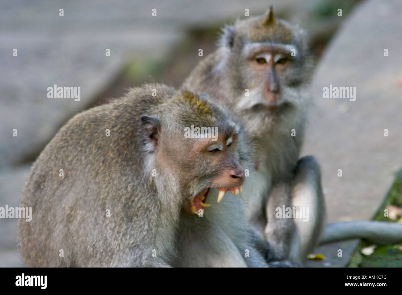 Yawning Long Tailed Macaques Macaca Fascicularis Monkey Forest Ubud ...
