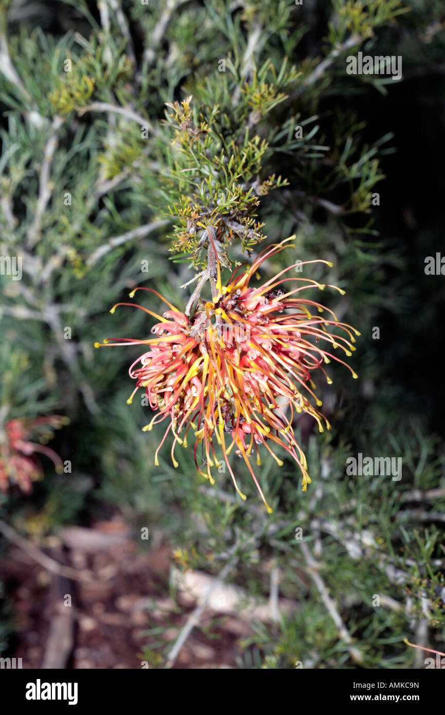 Ellendale Pool Grevillea- Grevillea thelemanniana fililoba- member of ...