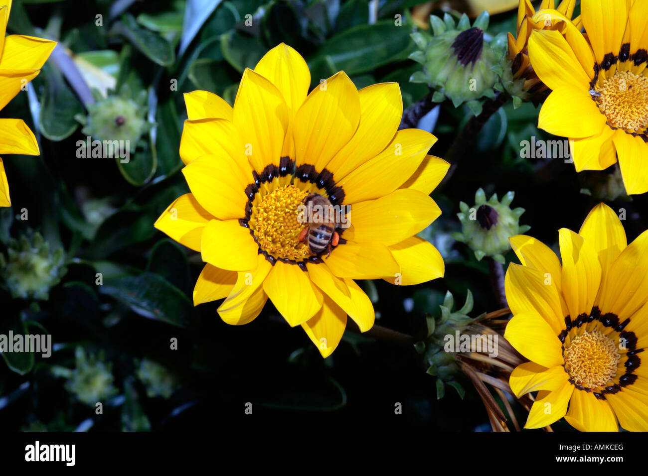 Gazania krebsiana hi-res stock photography and images - Alamy