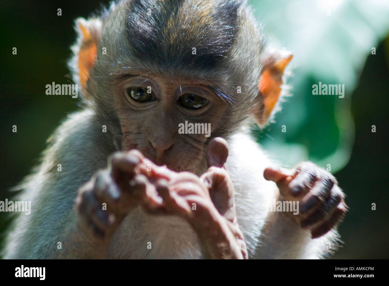 Curious Long Tailed Macaques Macaca Fascicularis Monkey Forest Ubud ...