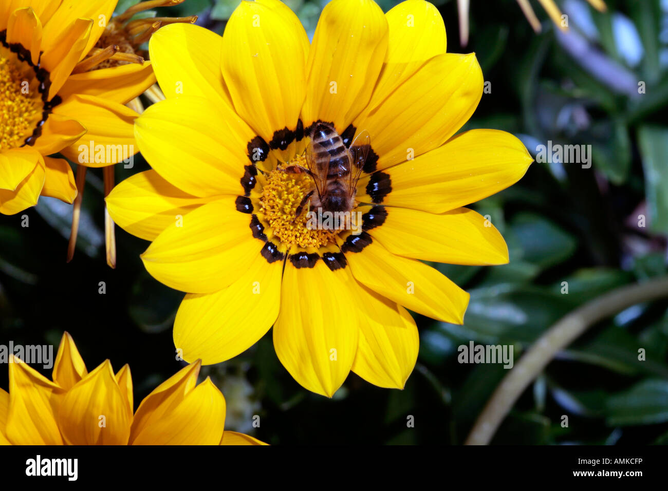 Gazania/Treasure Flower/and Honey Bee [Apis mellifera] - Gazania ...