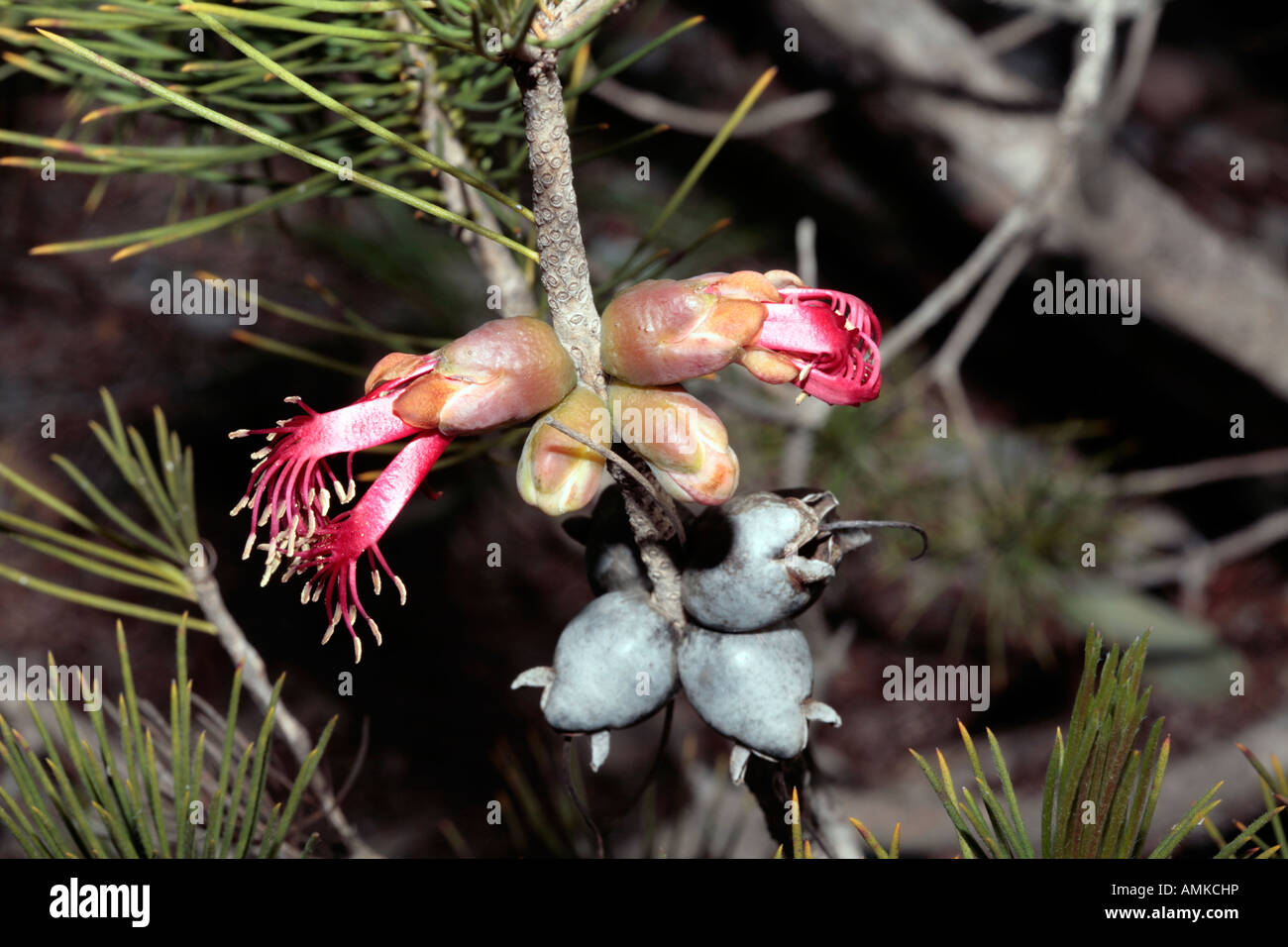 Barrens Clawflower/Netbush-Calothamnus validus-member of the Family ...