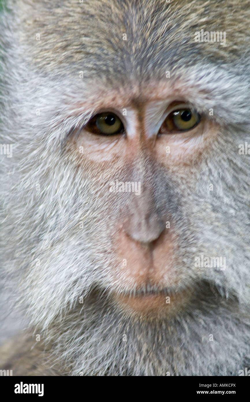 Face Closeup Detail Long Tailed Macaques Macaca Fascicularis Monkey ...