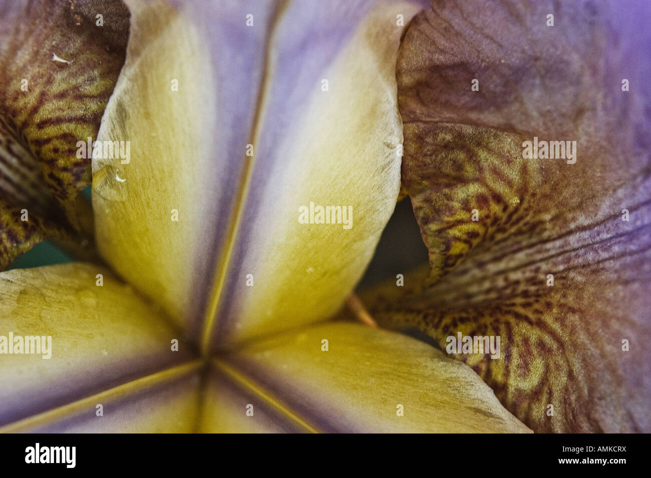 Iris life cycle hi-res stock photography and images - Alamy
