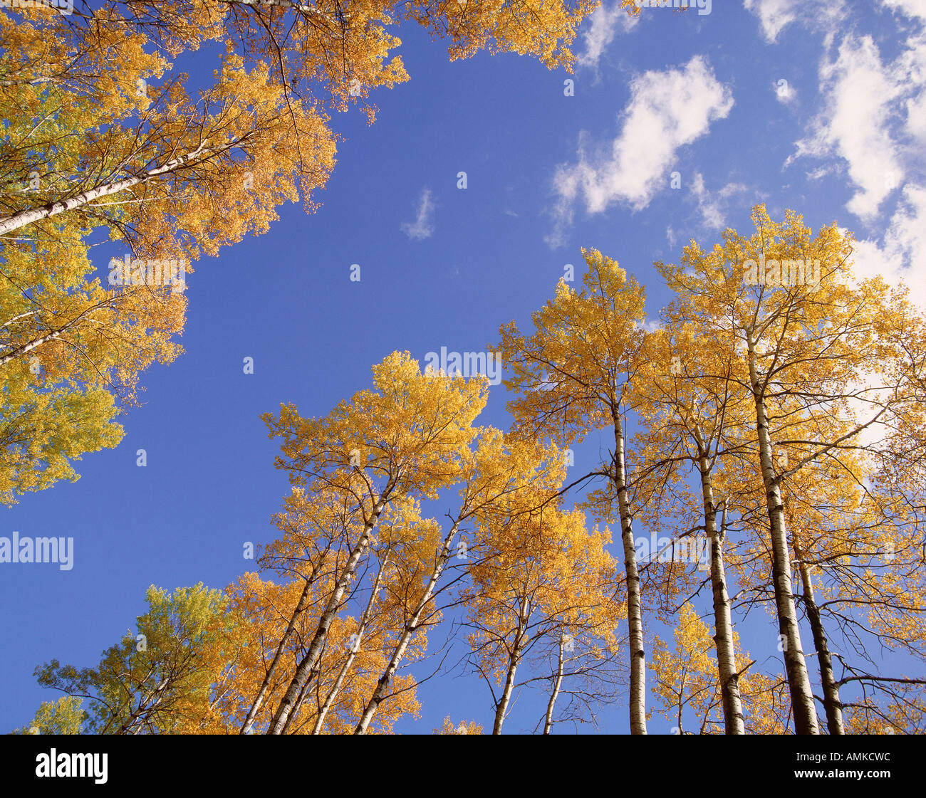 Aspen Trees, Alberta, Canada Stock Photo - Alamy