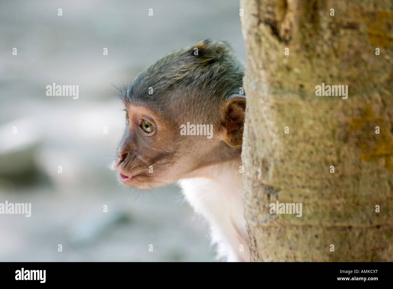 Cute Baby Long Tailed Macaques Macaca Fascicularis Monkey Forest Ubud ...