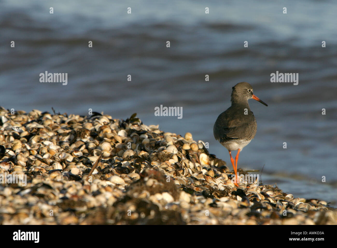 Redshank Tringa totanus Shellness on Isle of Sheppey Kent UK winter ...