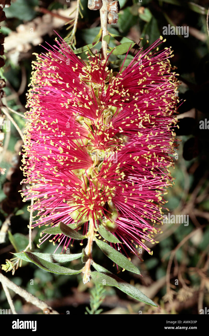Scarlet Bottlebrush - Callistemon rugulosus - syn C. macropunctatus ...
