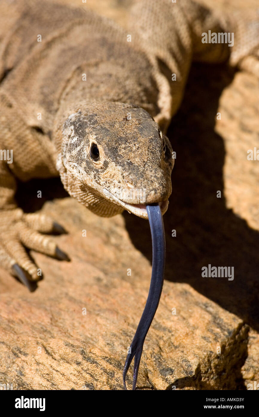 Goanna lizard australia hi-res stock photography and images - Alamy
