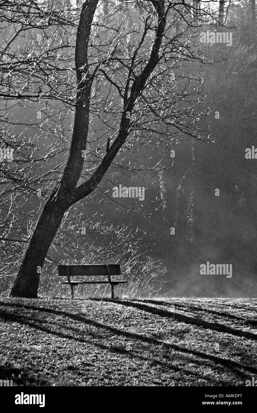 Tree and bench in fog on the Chattahoochee River Stock Photo - Alamy