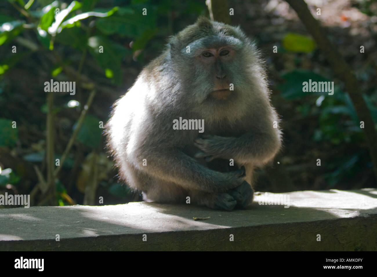 Long Tailed Macaques Macaca Fascicularis Monkey Forest Ubud Bali ...