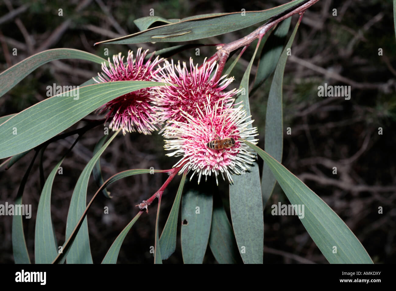 Hakea laurina hi-res stock photography and images - Alamy