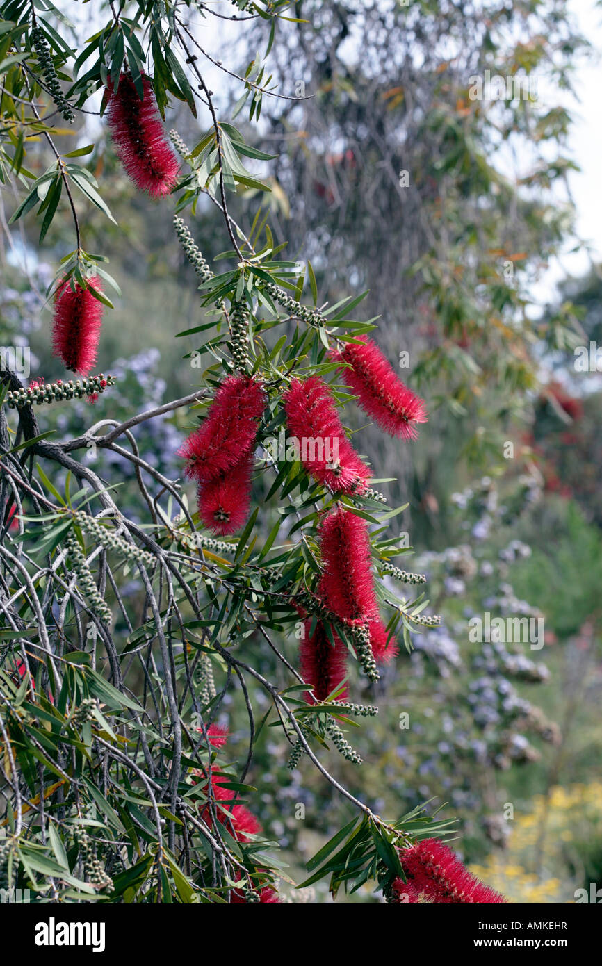 Weeping Bottlebrush- Callistemon viminalis- member of the Family ...