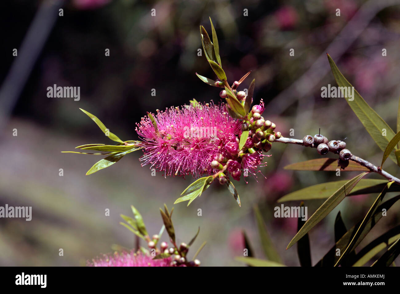 Callistemon Salignus High Resolution Stock Photography and Images - Alamy