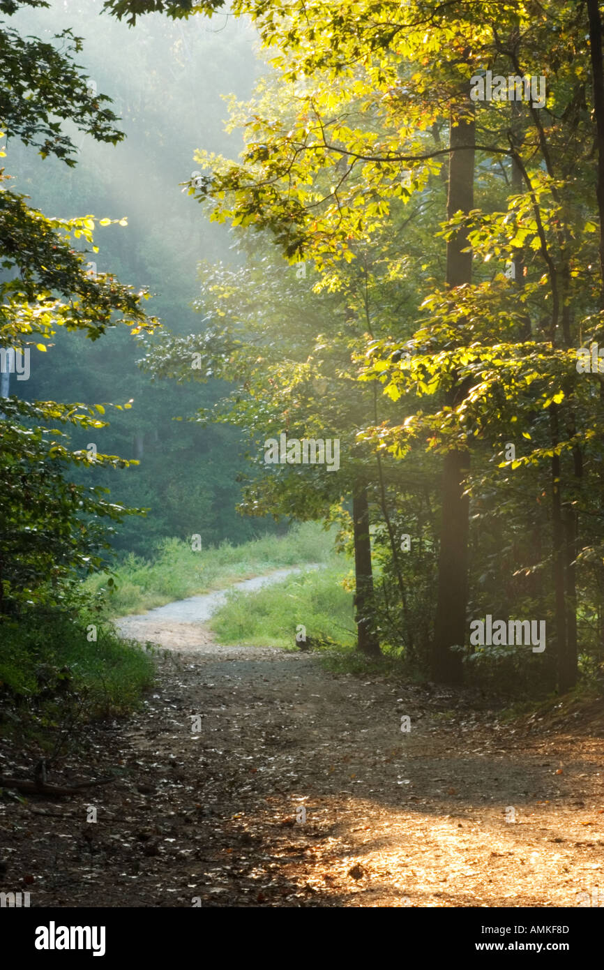 Sun filters through the trees along a path through the woods Stock ...