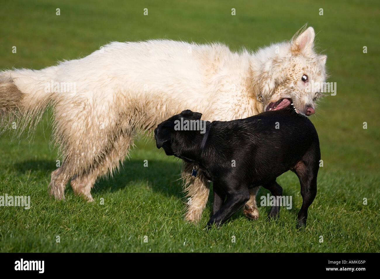 two dogs playing together Stock Photo - Alamy
