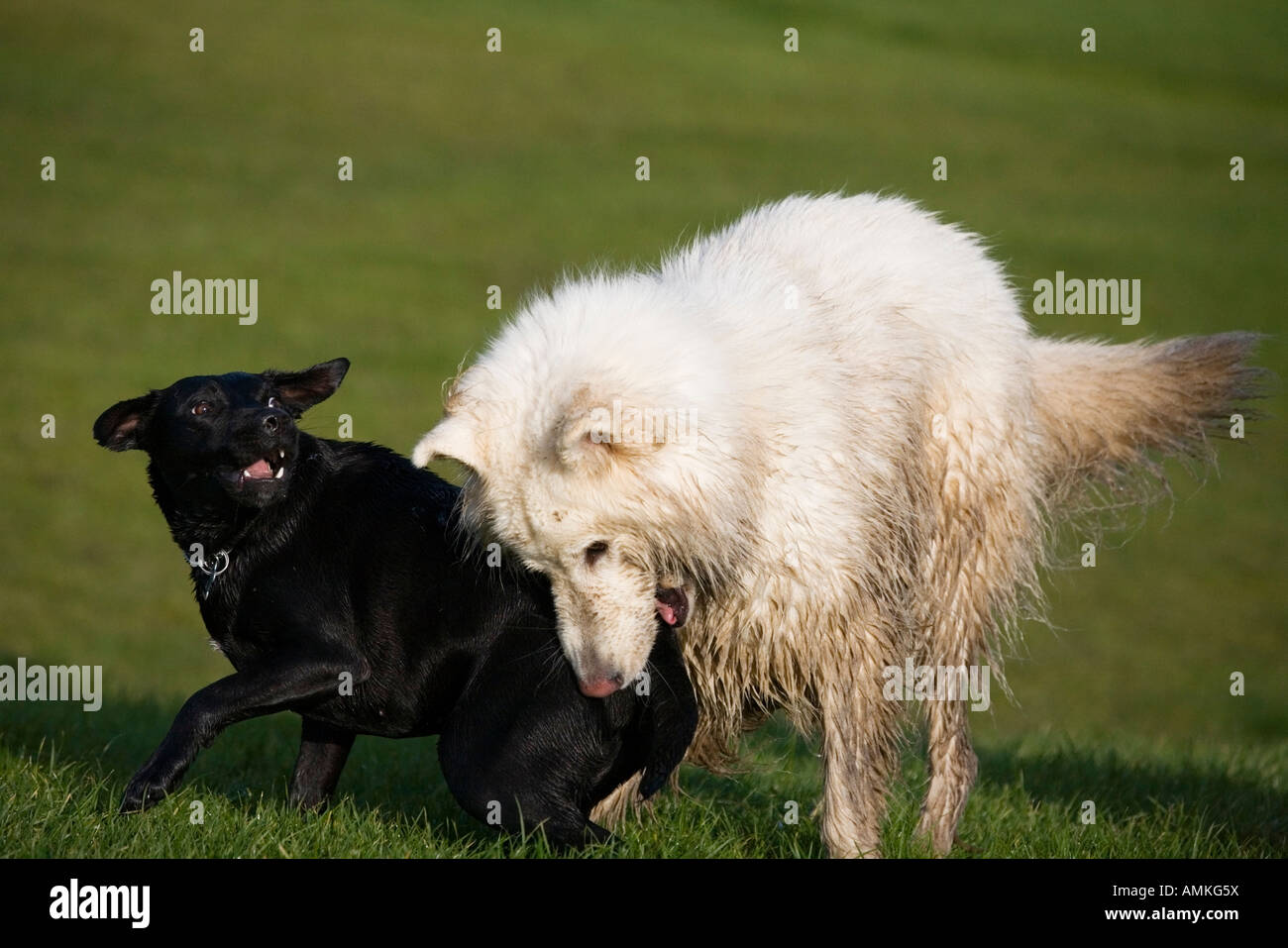 two dogs playing together Stock Photo - Alamy