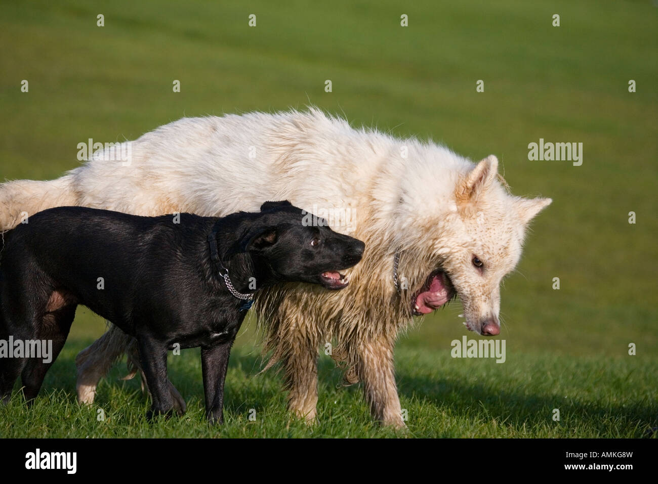 two dogs playing together Stock Photo - Alamy