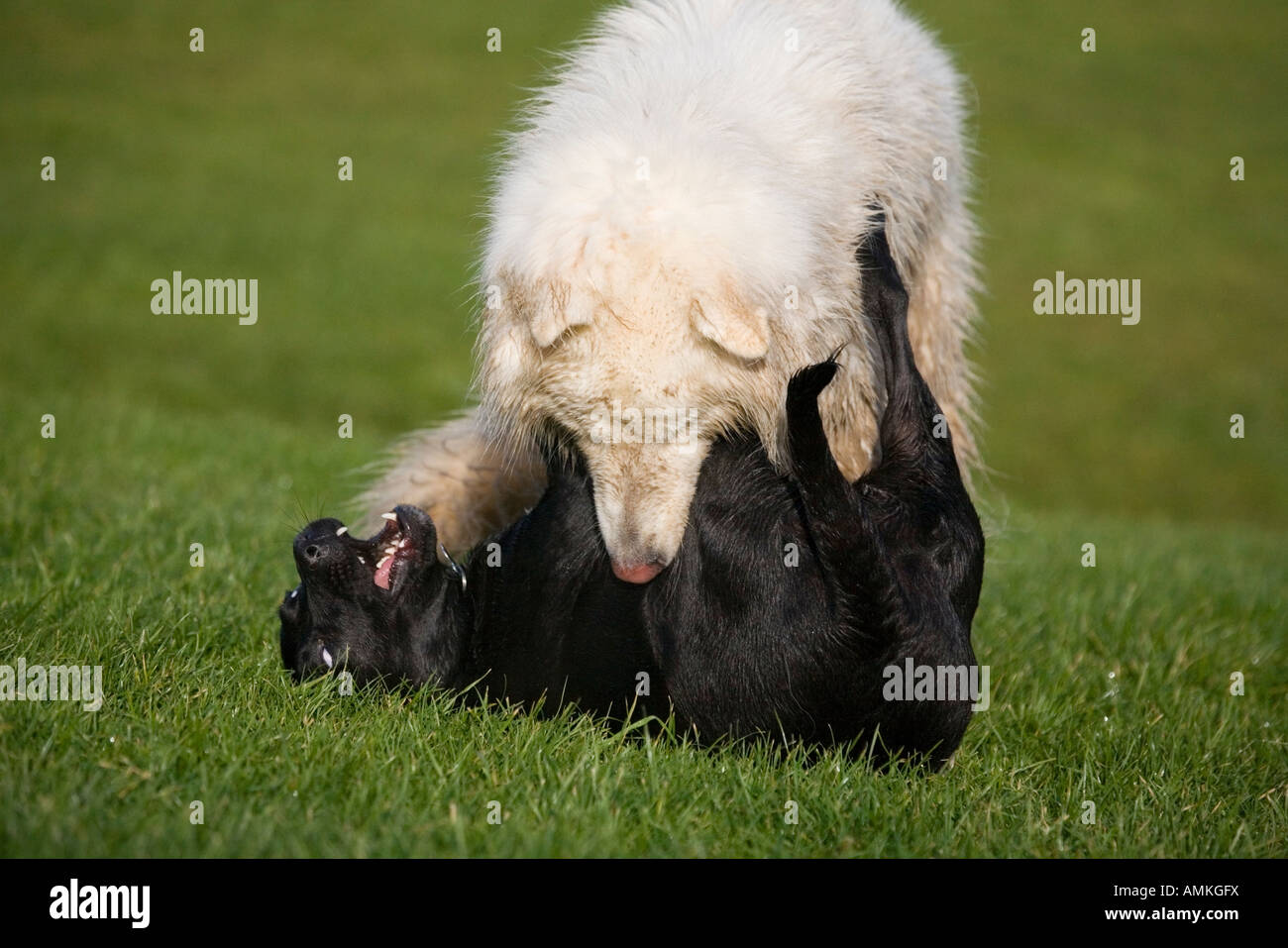 Dogs playing together hi-res stock photography and images - Alamy